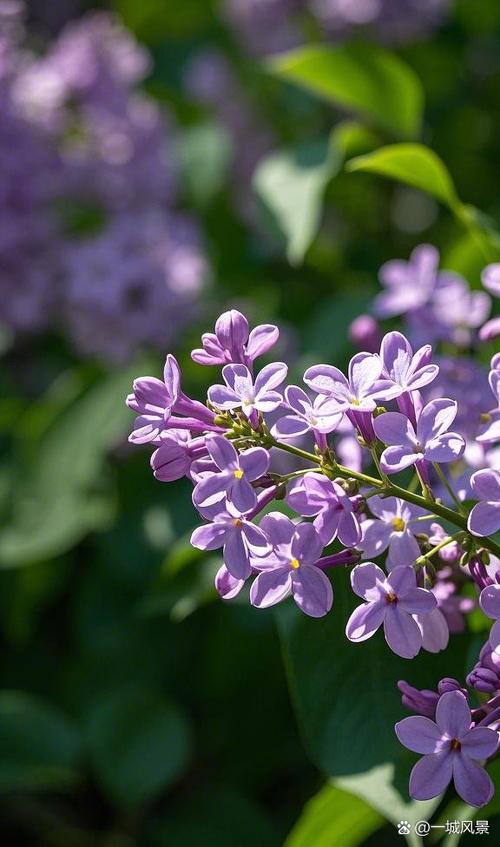 丁香花花语图标