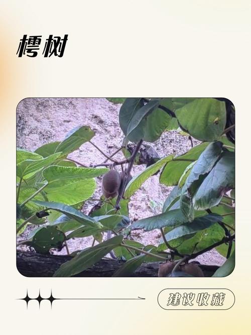风度翩翩大樗树越调全部图标