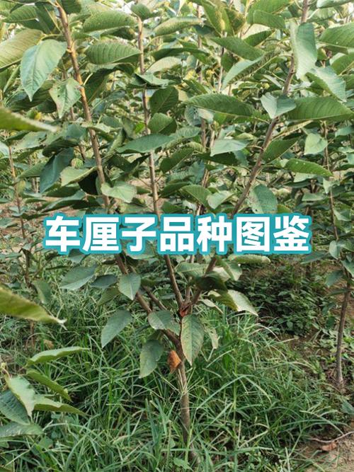 樱桃什么样子图片图标