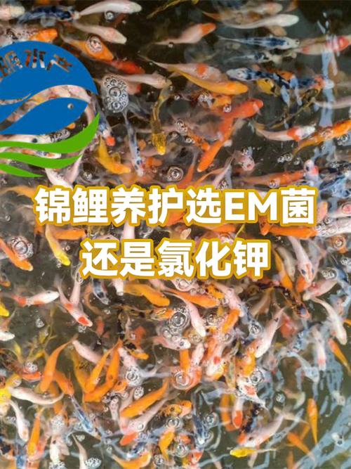 给锦鲤泡鱼食的益生菌图标