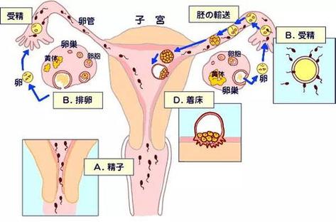 孕然成婚截图