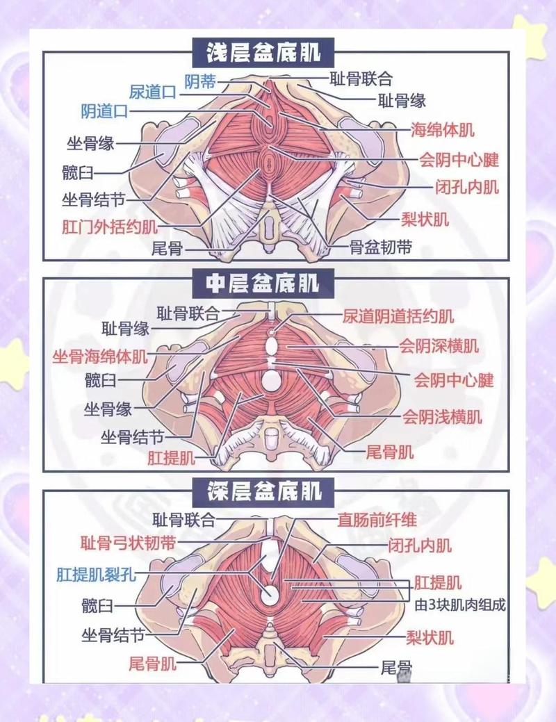 盆底肌肌肉紧张是怎么回事?图标