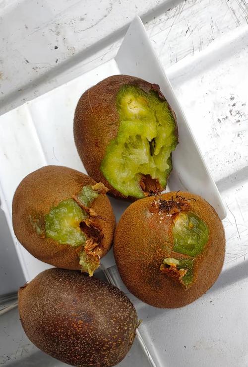 奇异果老是卡顿图标