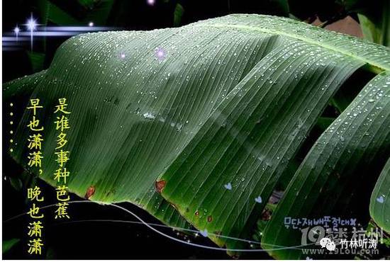 种了芭蕉又怨芭蕉图标