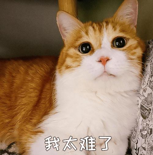 我找大猫网网页版截图