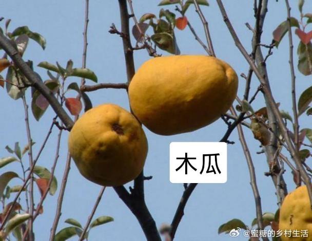 番木瓜图标