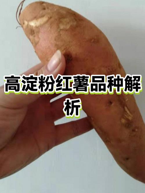 十大高淀粉红薯图标