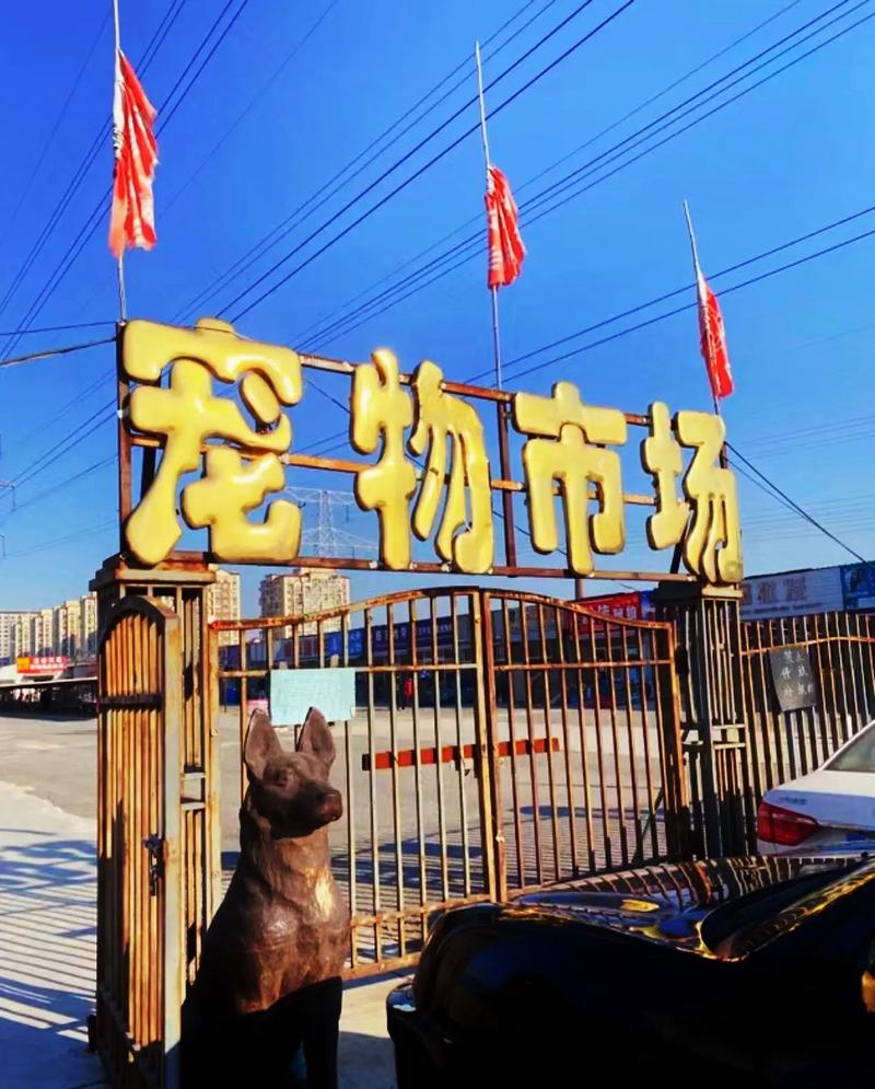 巴国城宠物市场图标