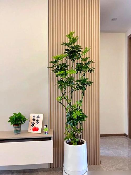 农村屋后栽什么树招财截图