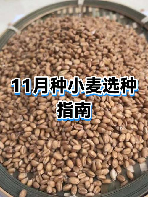 种麦子的六个步骤图标