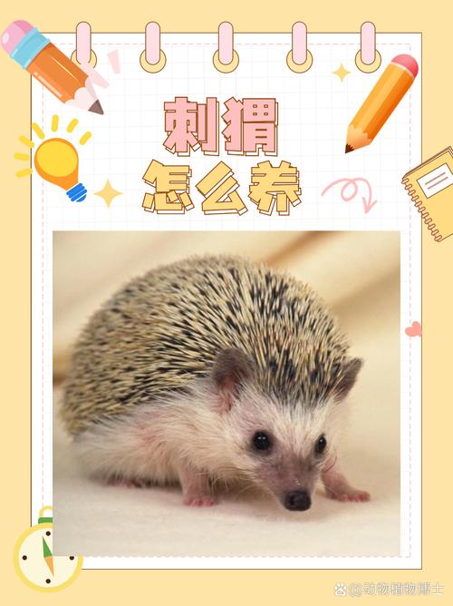 如何让刺猬不再钻东西图标
