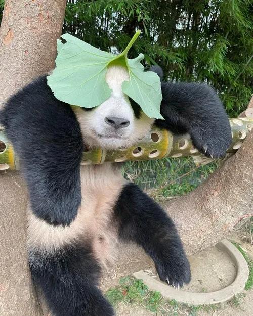 熊猫优品截图