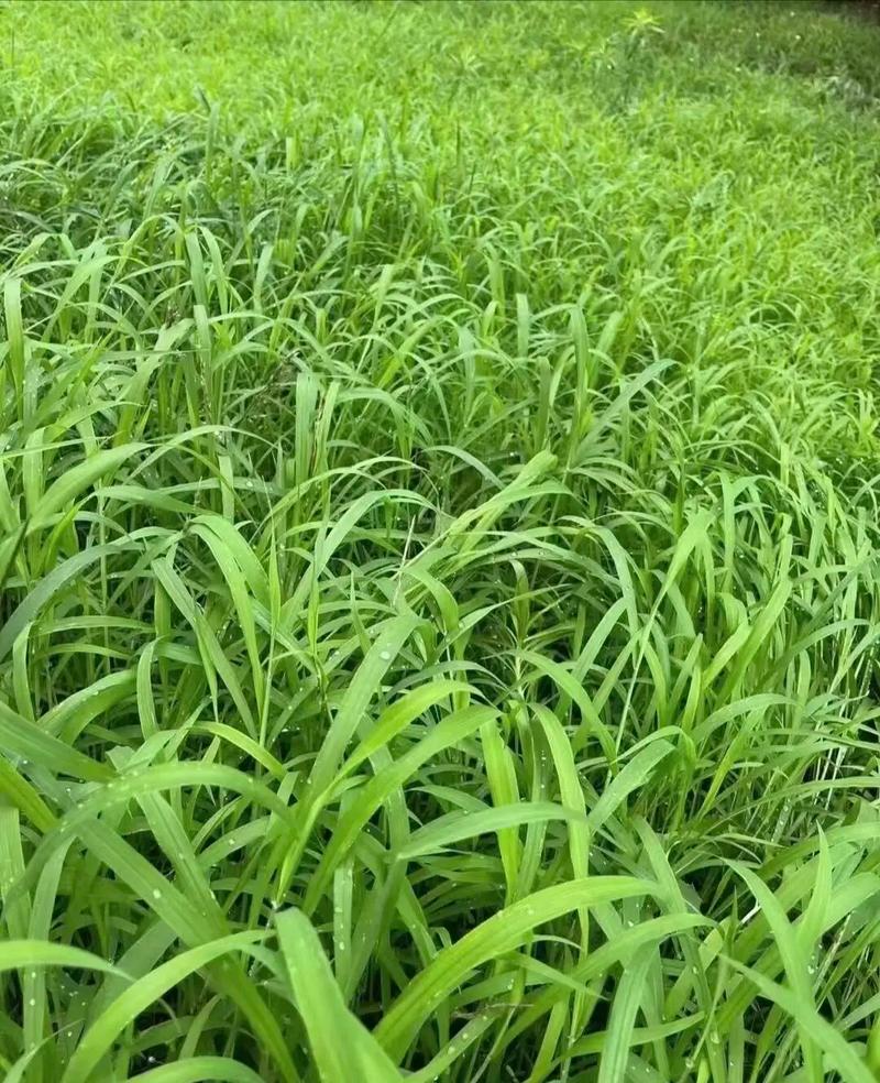 grass挖矿是真的吗图标