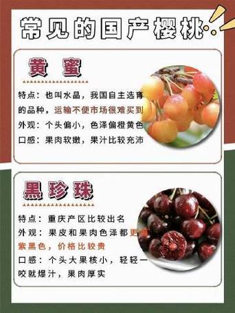 车厘子属于樱桃类吗