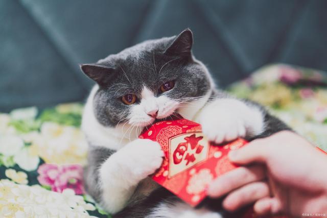 别人送的猫要给红包吗图标