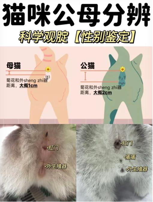 怎么分辨公猫和母猫