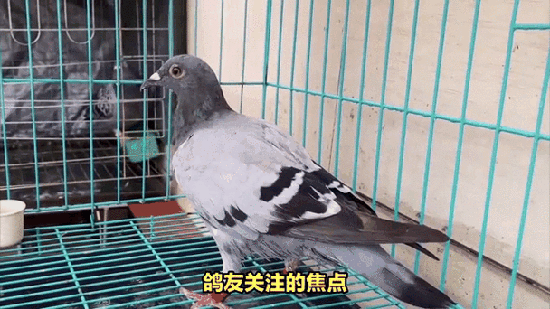 台湾鸽查询系统(官网)图标