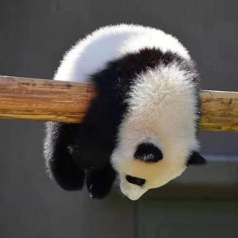 大熊猫憨憨图标