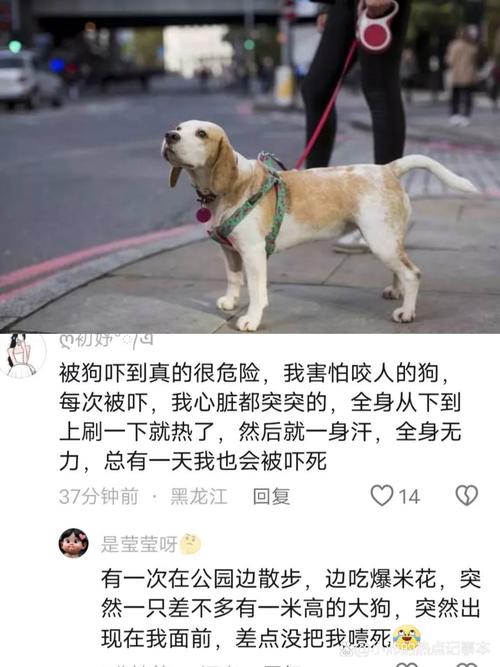 遛狗吓到了人怎么办图标