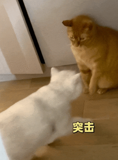天天养猫猫下载图标