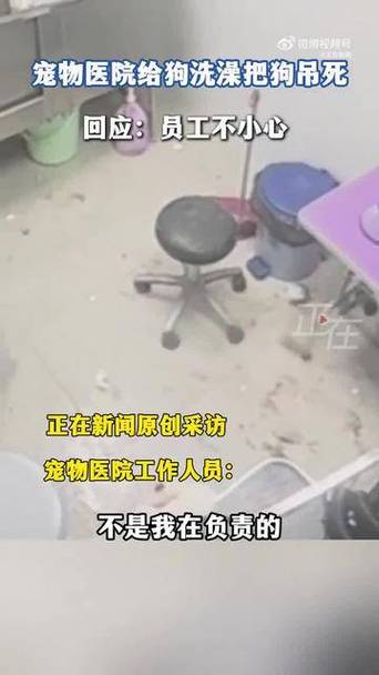 宠物医院谈给狗洗澡把狗吊死截图
