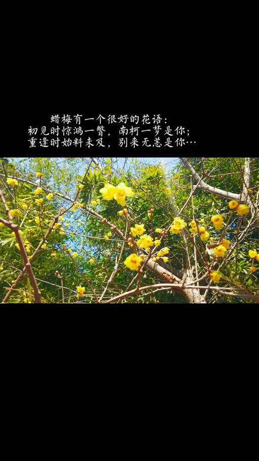 腊梅文案图标