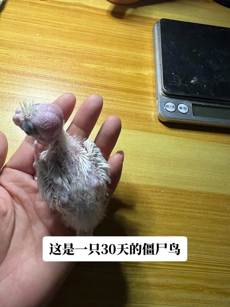 愤怒的小鸟vs僵尸2图标