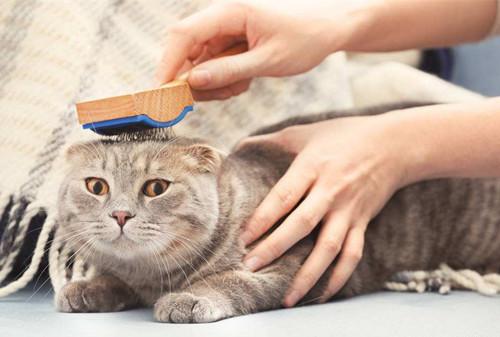 照顾可爱的猫猫安卓图标