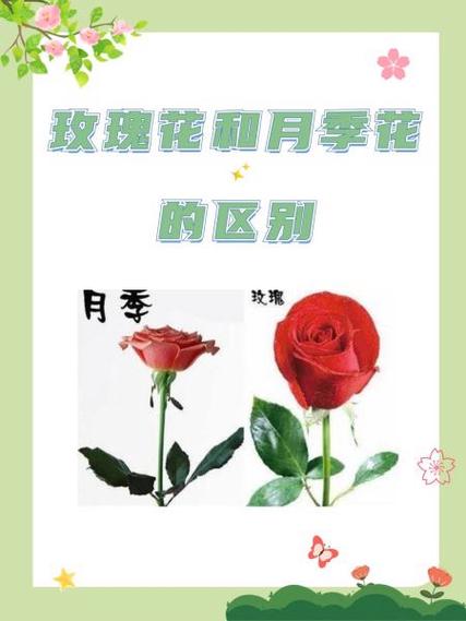 玫瑰花的用途截图