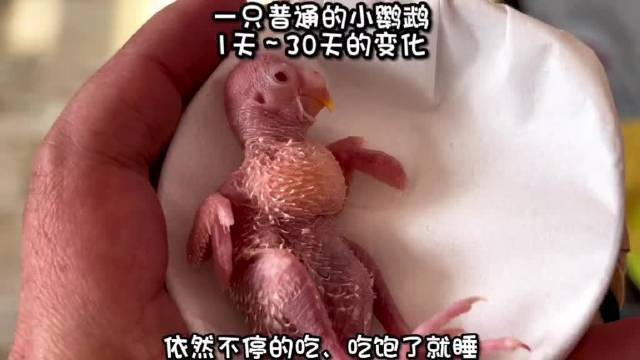 虎皮鹦鹉一般几点睡图标