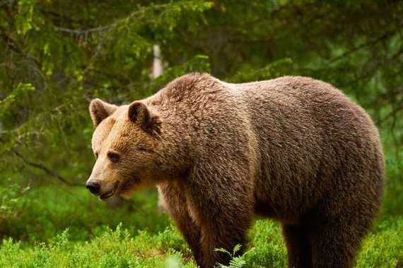 booniebear什么意思图标