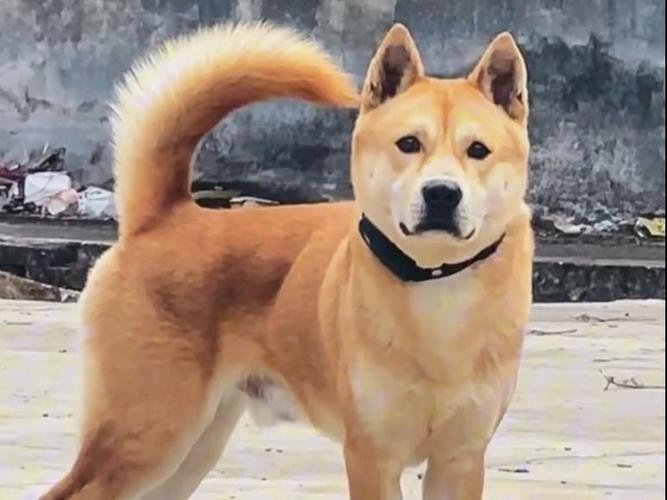 中华田园犬土猎犬图标