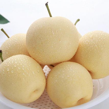 雪梨网app官方版下载图标
