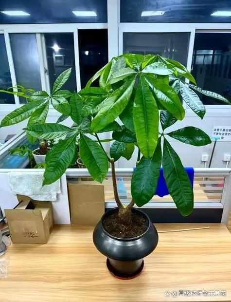 发财树截取中间一段能活吗图标
