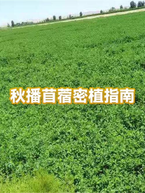 苜蓿缩略图