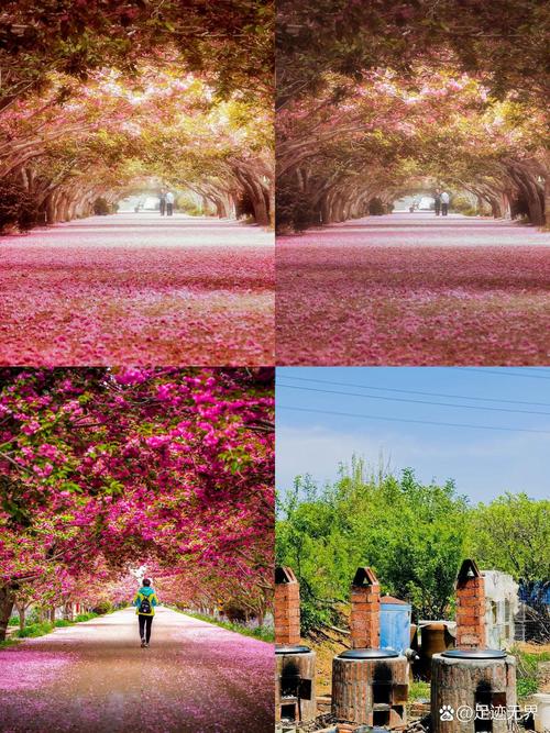 樱花悠简历图标