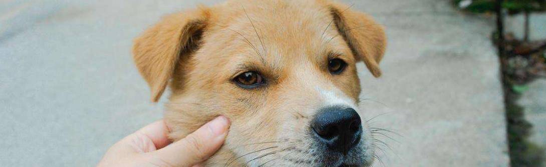 唐犬和中华田园犬区别图标