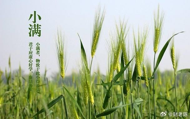 小满节气的人生感悟