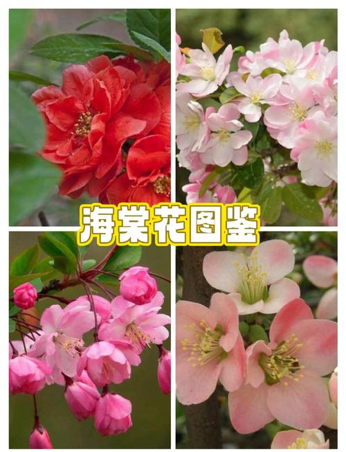 长佩和海棠的区别
