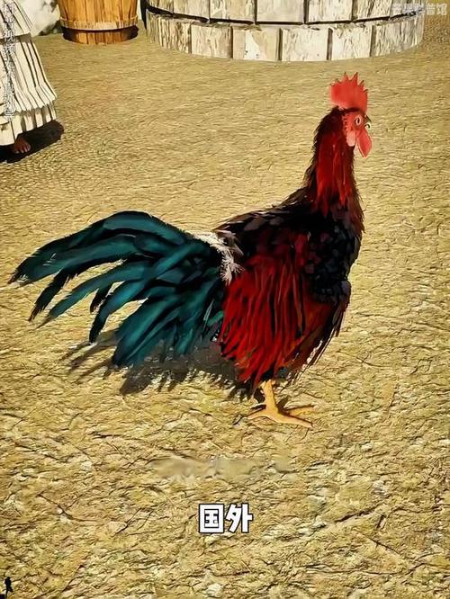 公鸡生蛋的可能性截图