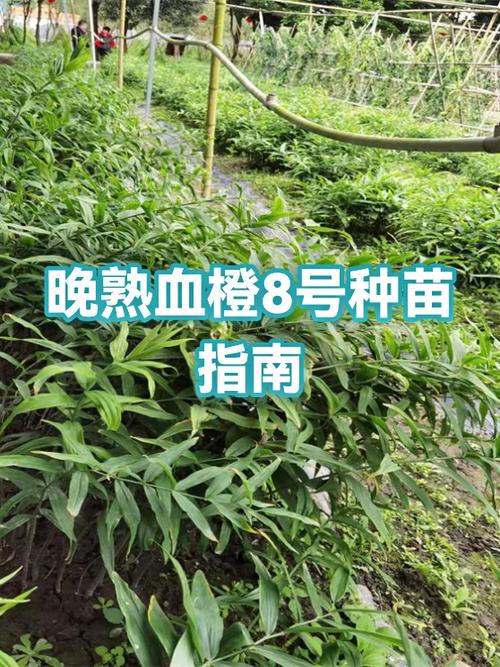 血橙苗多少一棵图标