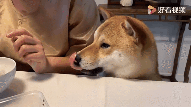 狗狗太馋了怎么解决图标
