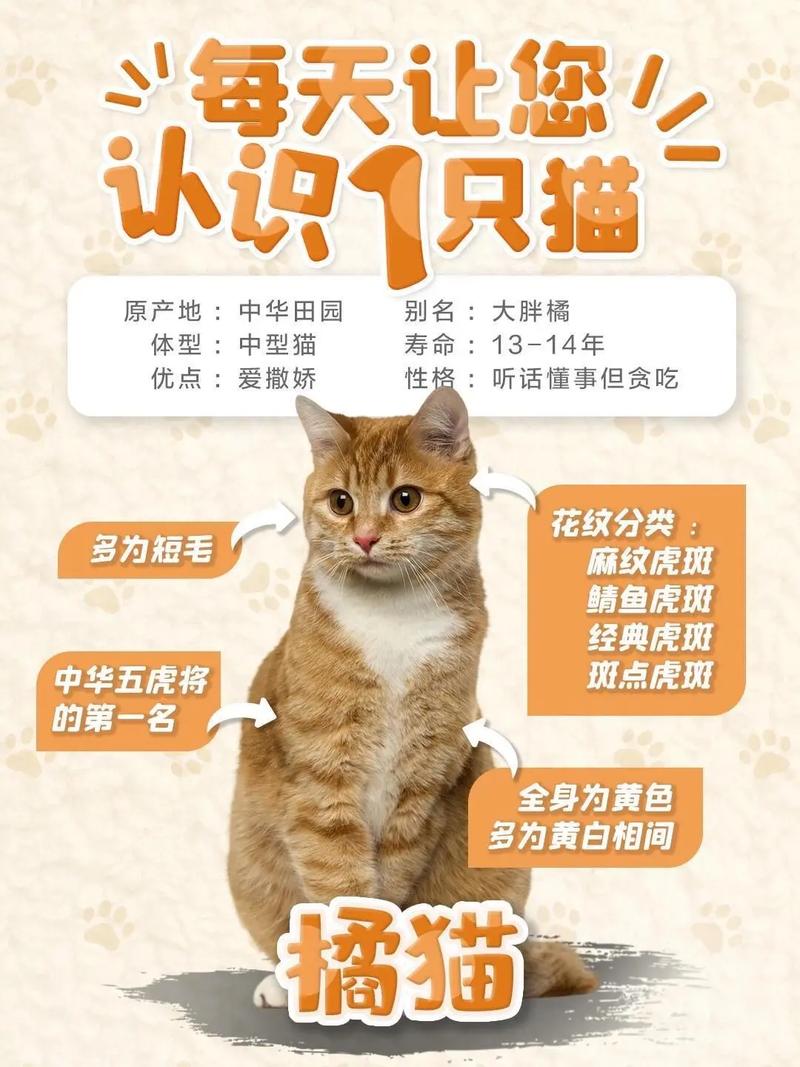 小桔猫特点图标