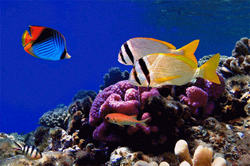 热带鱼水族馆动态壁纸图标