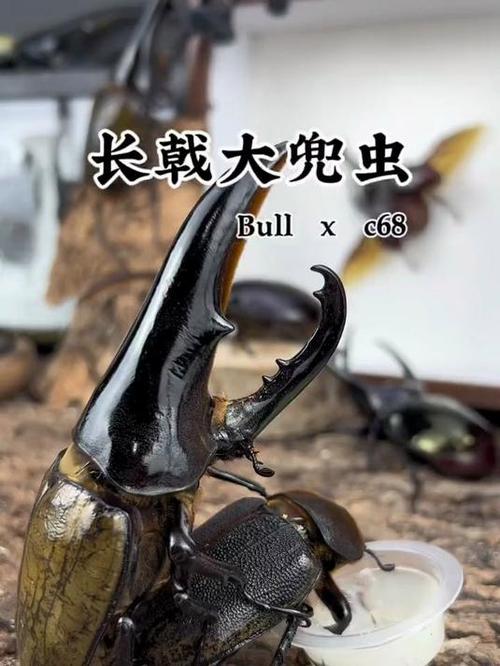 长戟大兜虫vs巨人蜈蚣截图