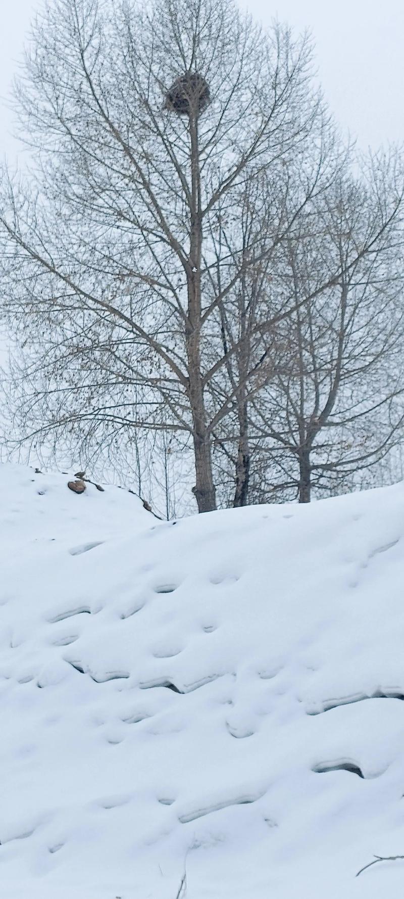 《雪》唐李白图标