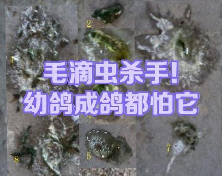 鸽子消除积食最快方法截图
