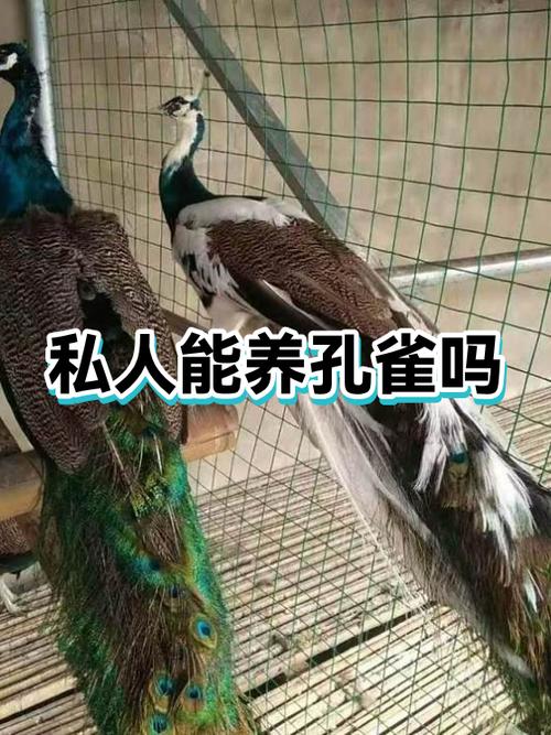 养殖蓝孔雀赚钱吗截图
