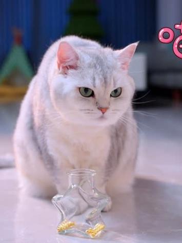 小圆子和七宝猫咪短视频图标