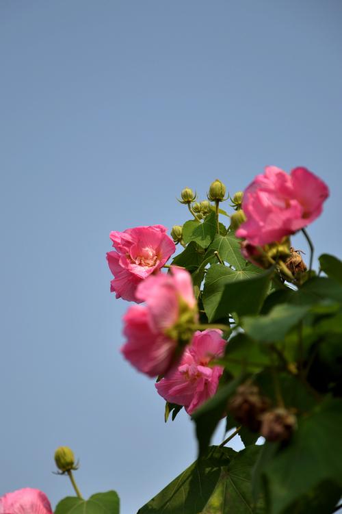 芙蓉花芙蓉花图片图标